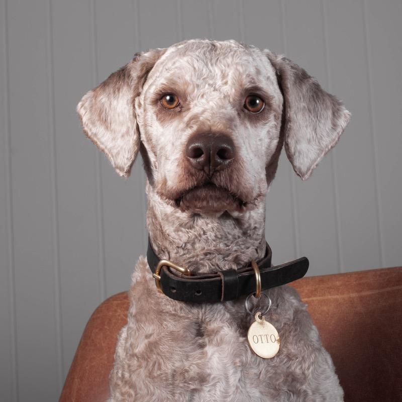 HX16-hundehalsbånd i kjerneskinn - byRavn.no